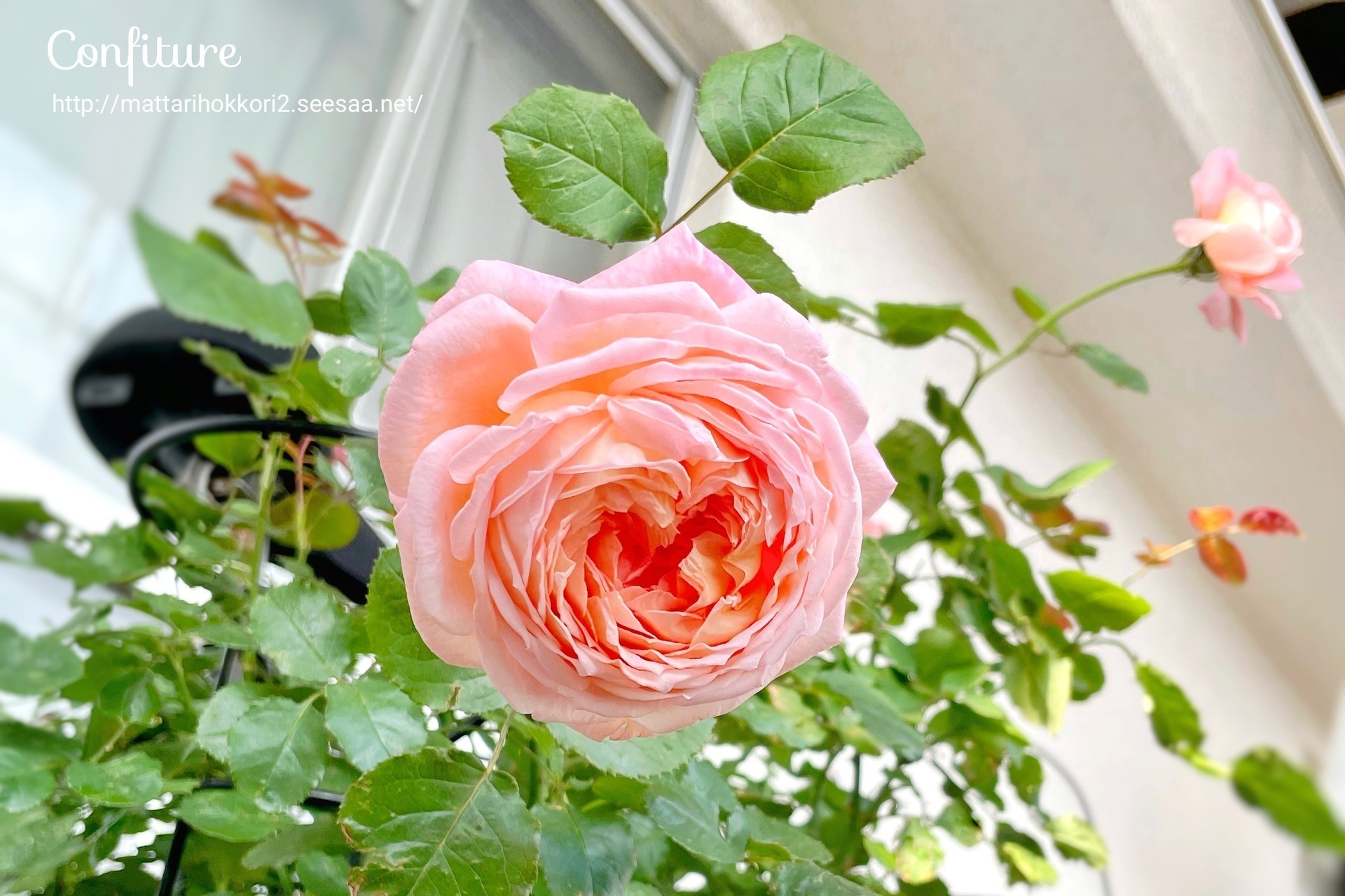 2023年を振り返る: まったり...ほっこり（続）